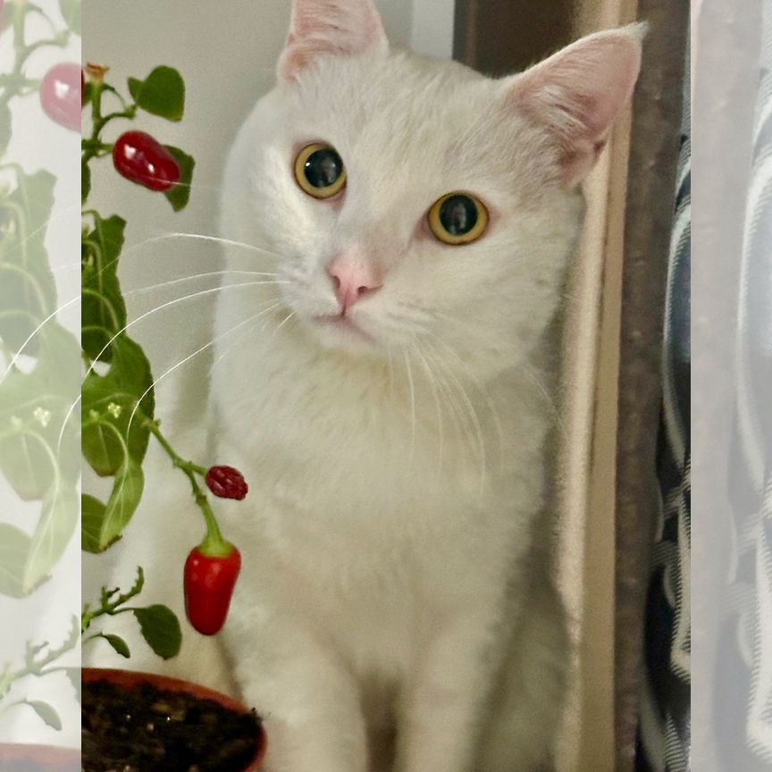 Турецкая ангора, взрослый кот