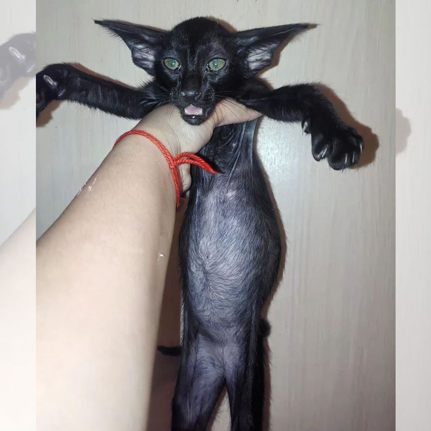 Ориентальный котёнок