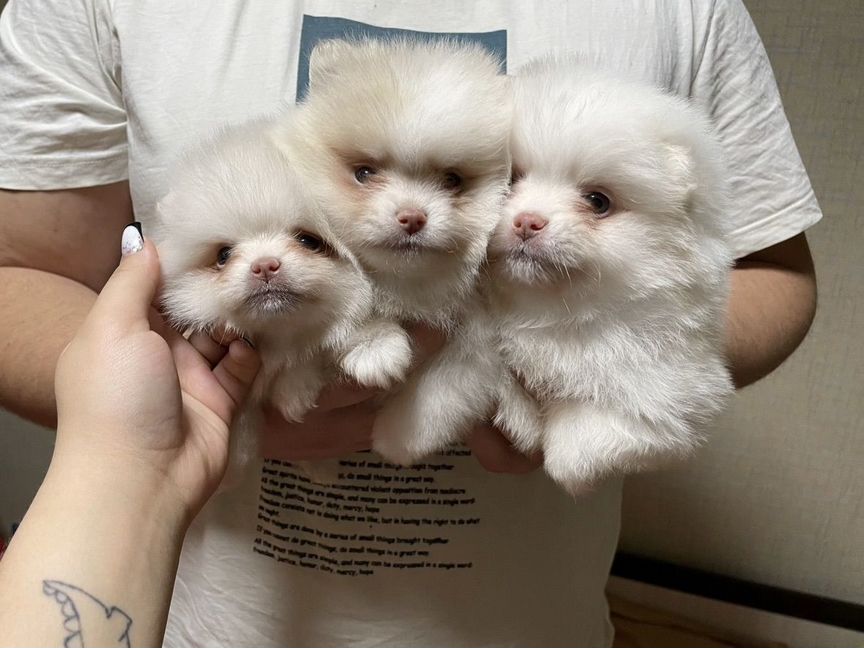 Померанский шпиц мини