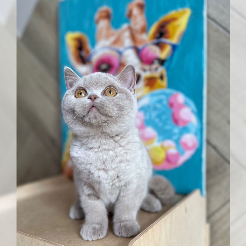 Британский короткошёрстный котёнок