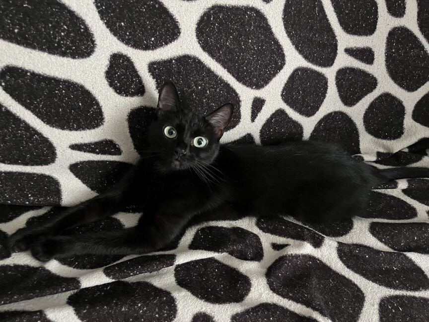 Кошка бесплатно