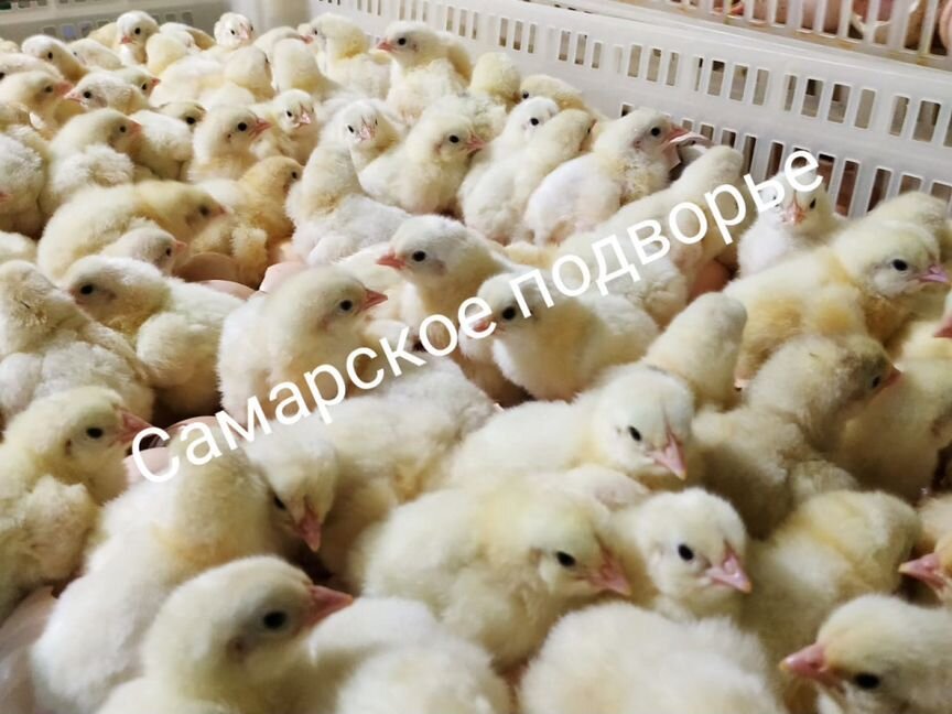 Цыплята суточные бройлера