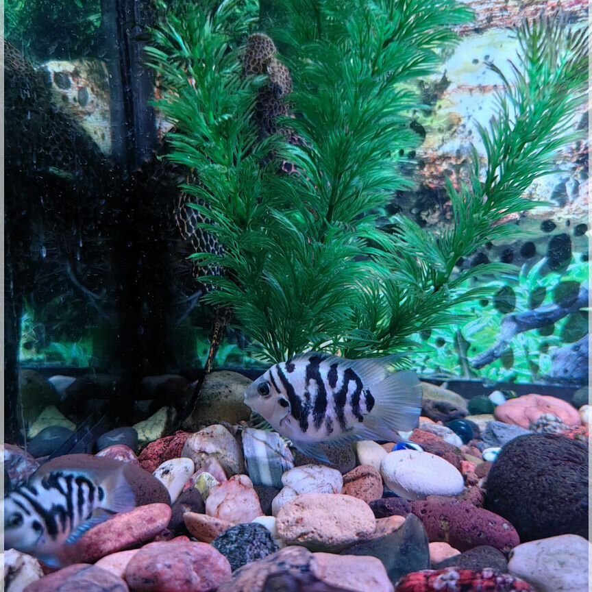 Рыбка сапфировый попугай