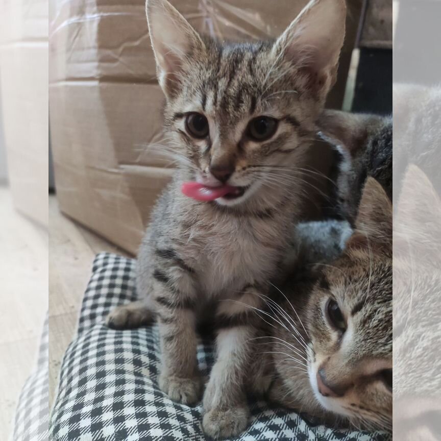 Котенок (девочка)