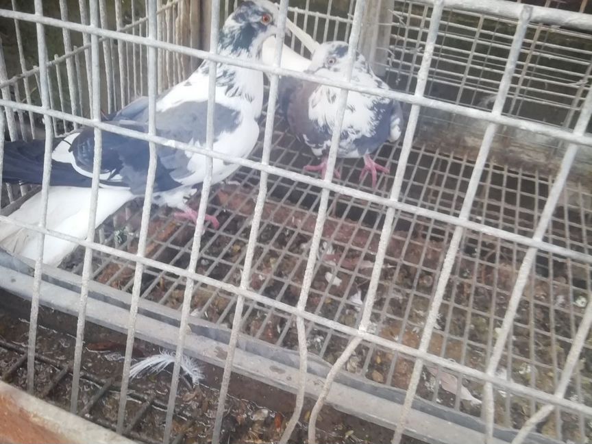 Замашные голуби