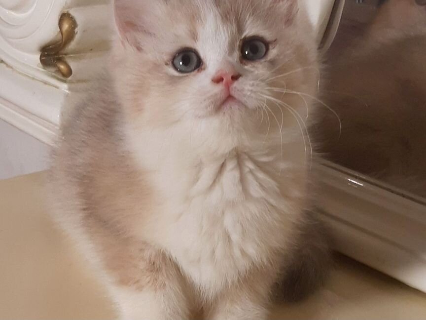 Кошка лиловое золото биколор
