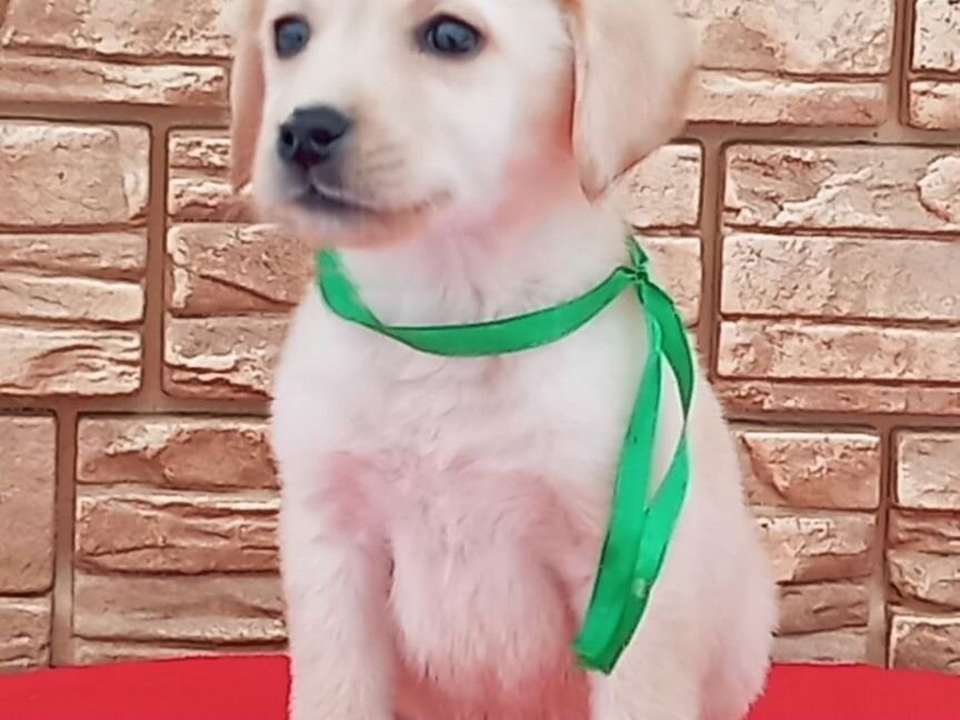 Лабрадор. Щенки с документами