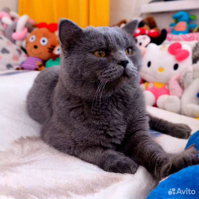 Шотландский скоттиш страйт,кот вязка