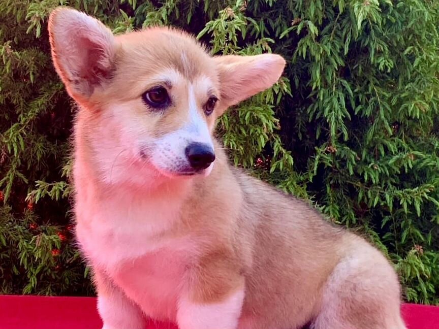 Девочка вельш корги пемброк