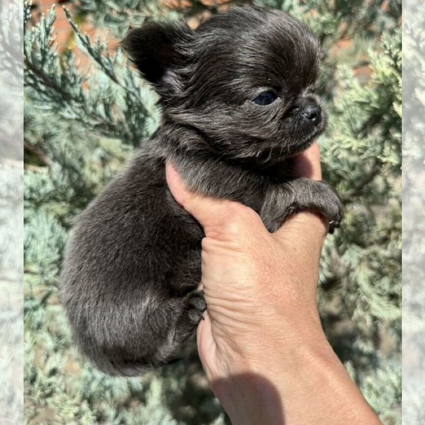 Чихуахуа. Девочка и Мальчик