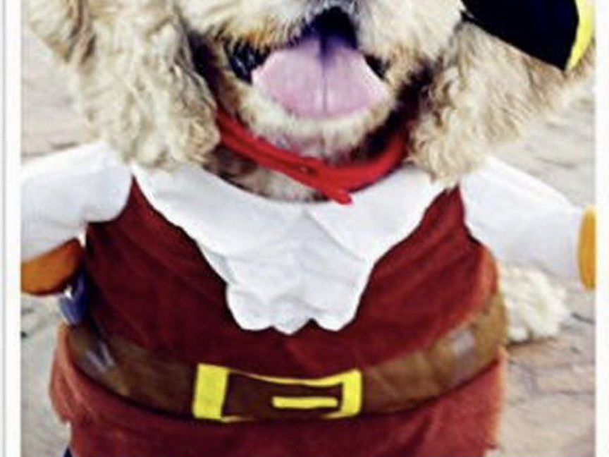 Костюм на собаку