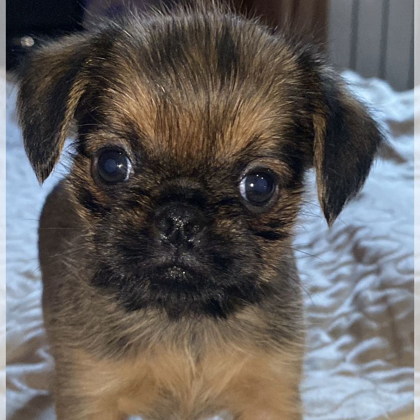 Брюссельский гриффон, щенок