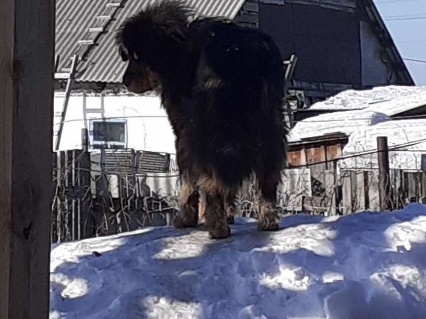 Тибетский мастиф вязка