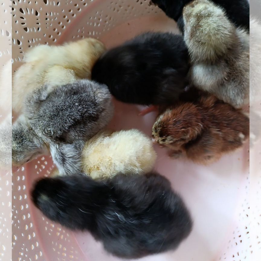 Цыплята суточные несушки