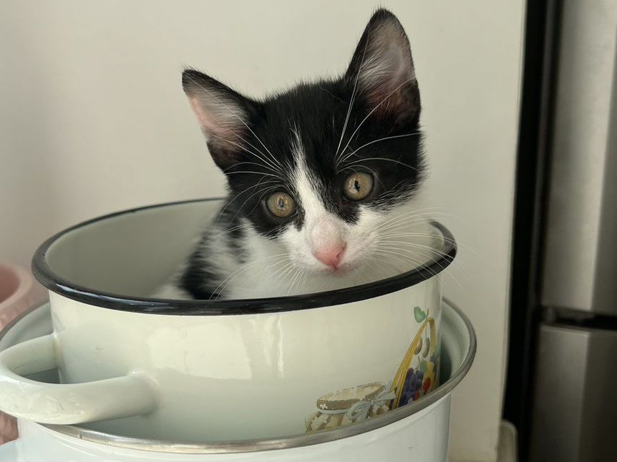 Котята дворянской породы