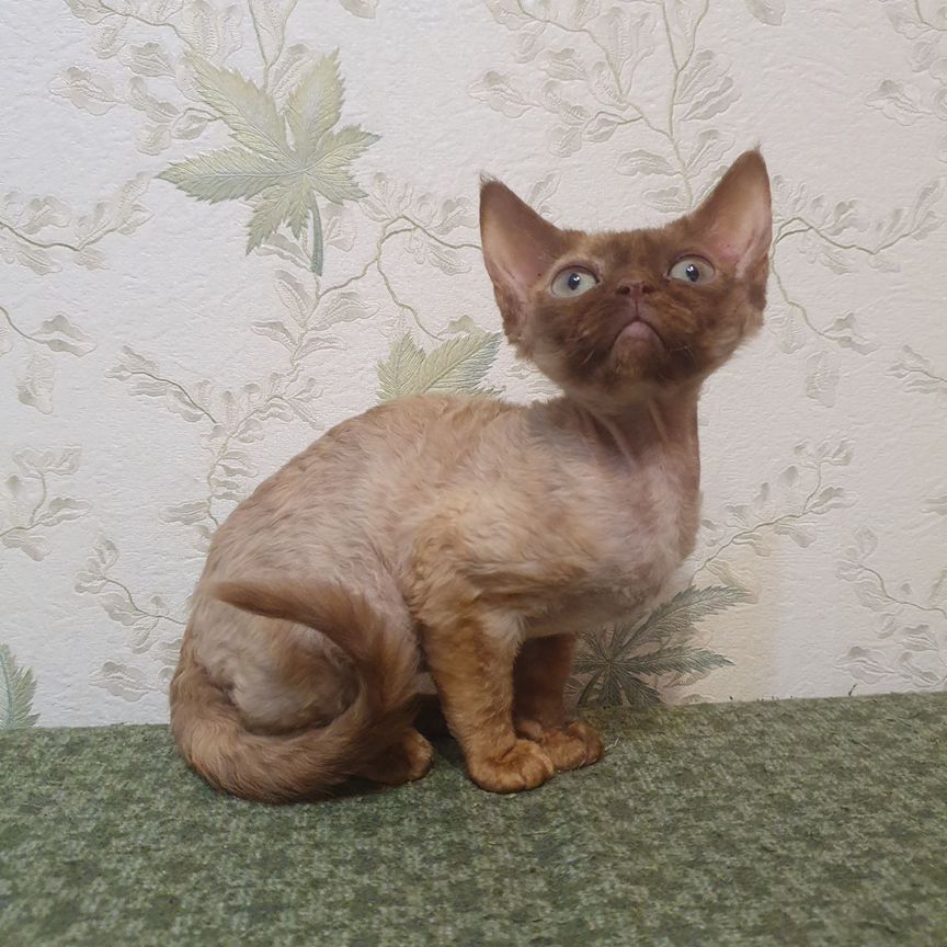 Девочка циннамоновая черепаха