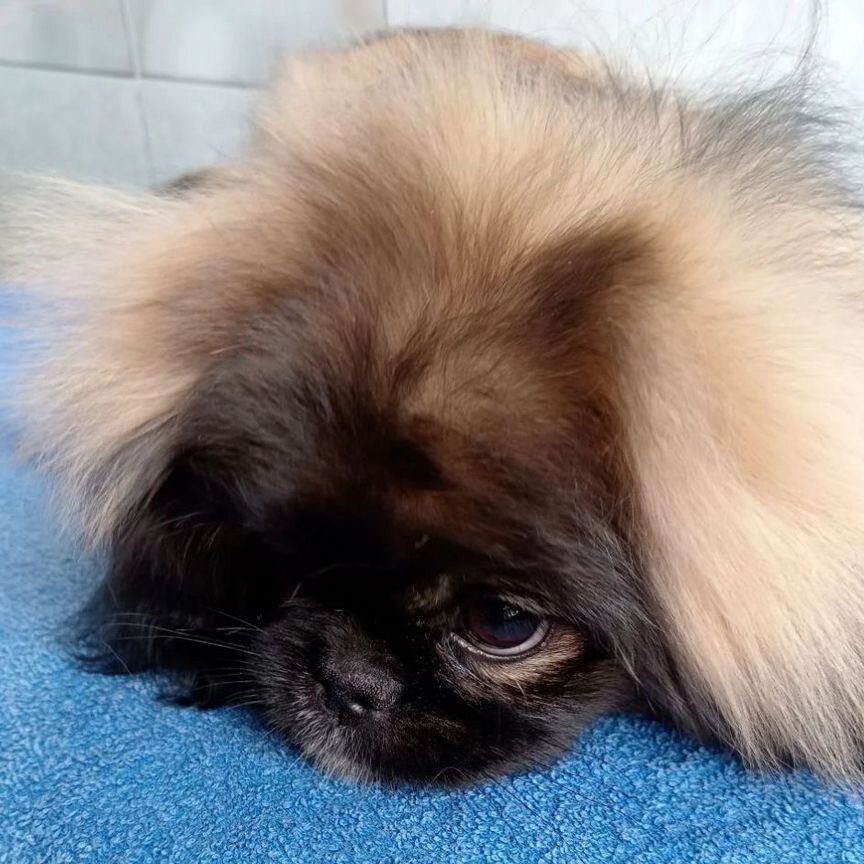 Пекинес, щенок