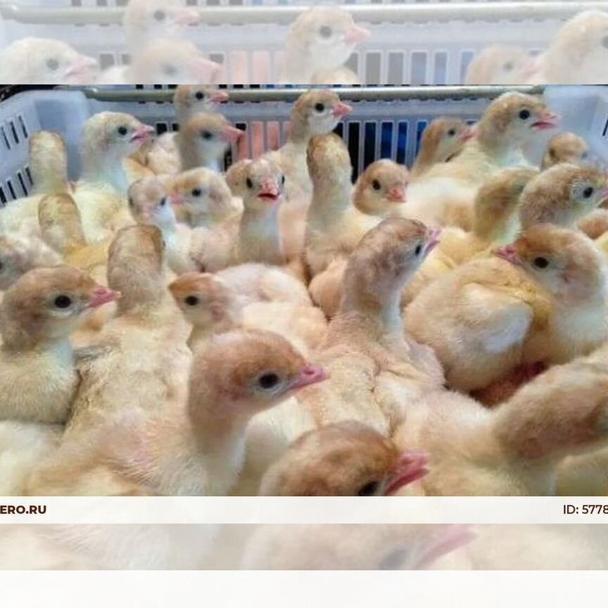 Индюшата Хайбрид Конвертер