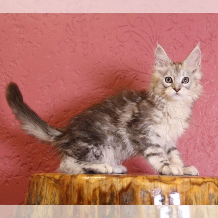 Котята мейн-кун
