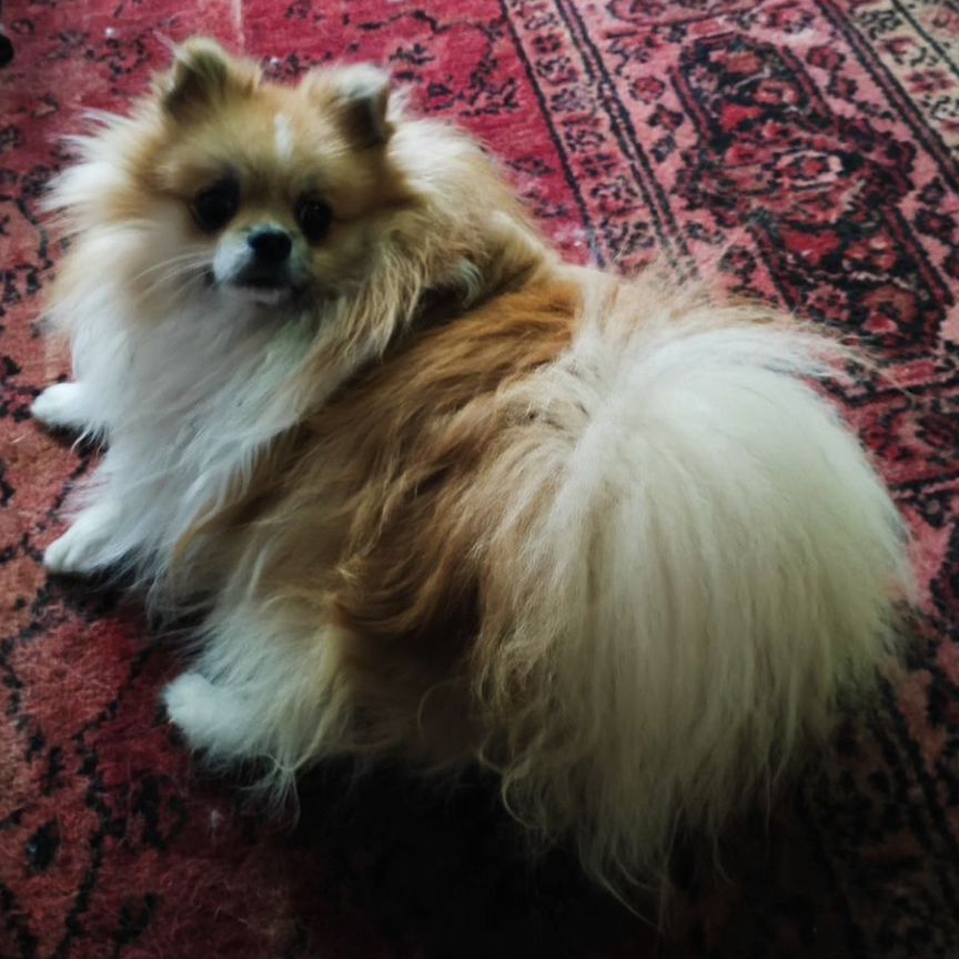 Померанский шпиц, взрослый пёс