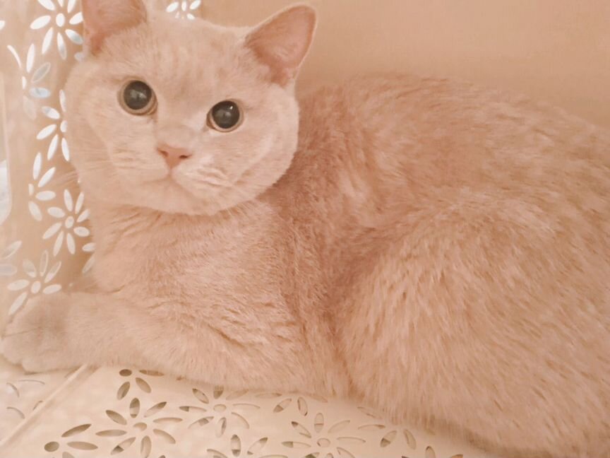 Отдам кота Шотландский на связку