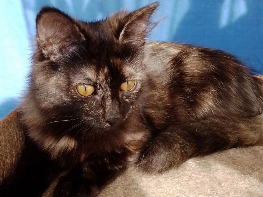 Котенок Капа