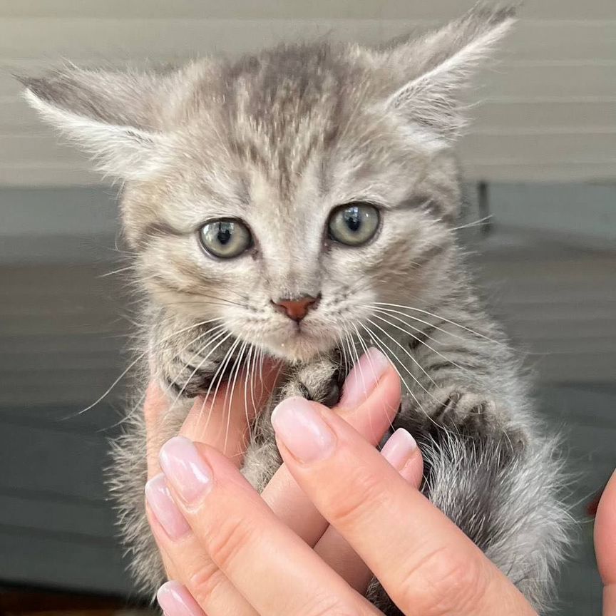 Британский короткошёрстный котёнок