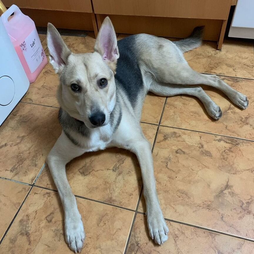 Собака в добрые руки