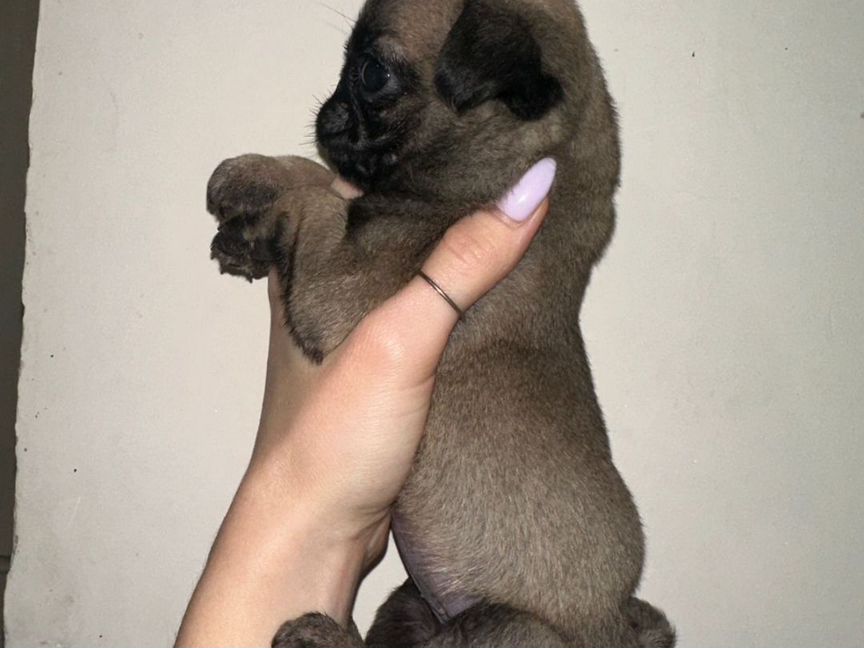 Щенки мопса