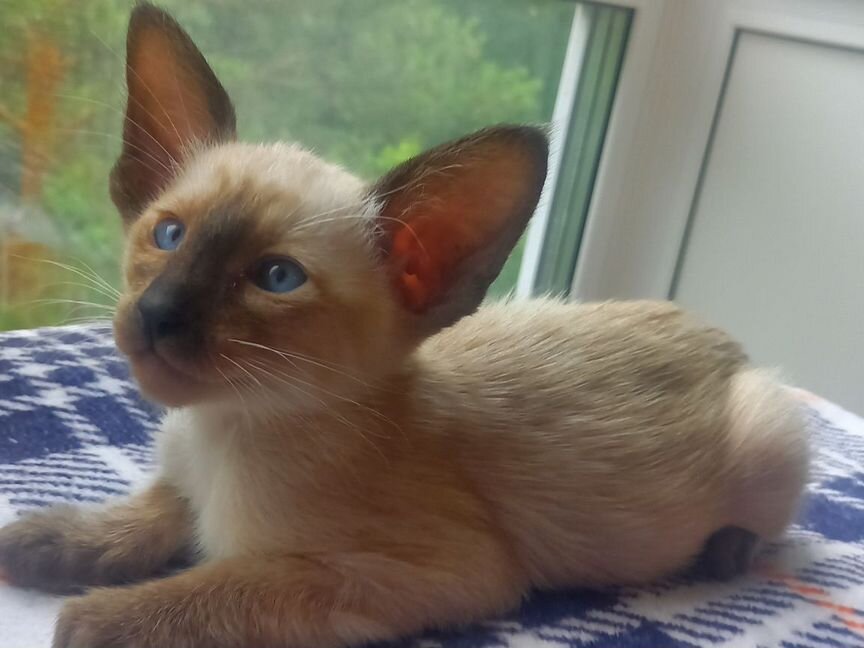 Котёнок ориентальный девочка