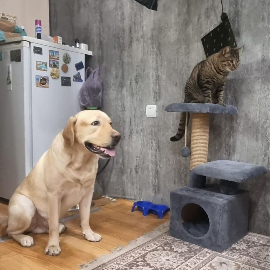 Отдам в добрые руки лабрадора