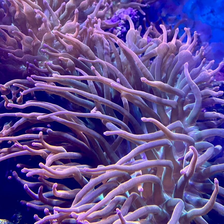 Актиния для морского аквариума