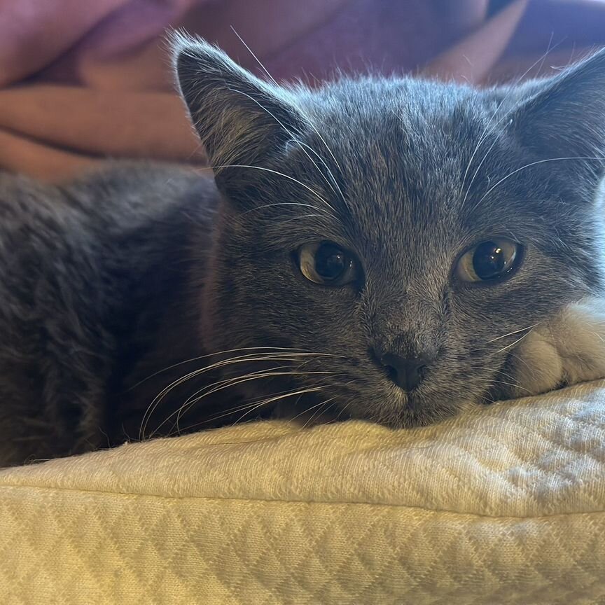 Котик
