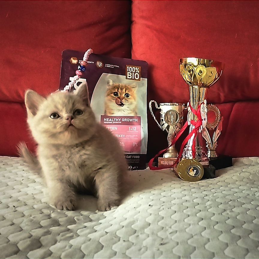 Британские котята от Чемпионов