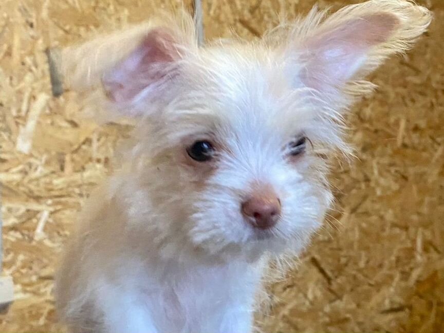 Метисы маленьких пород 5 мес