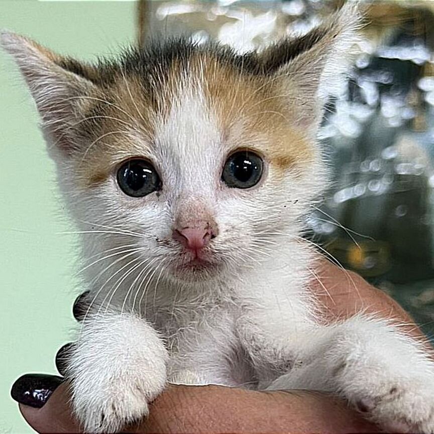 Девчоночка в добрые ручки