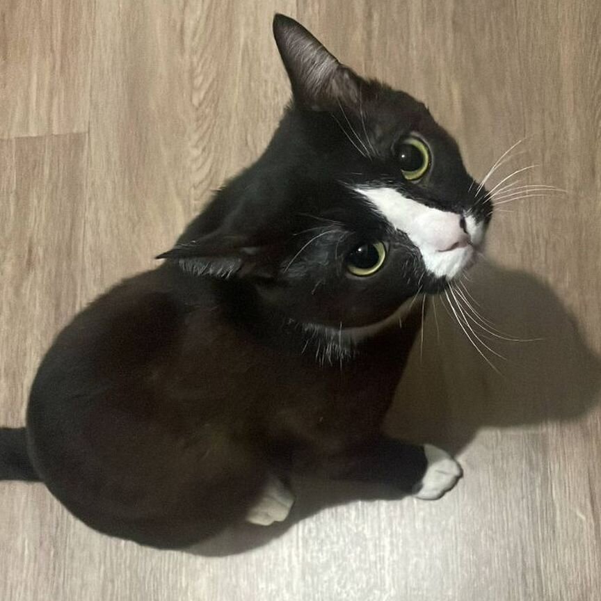 Котик в добрые руки