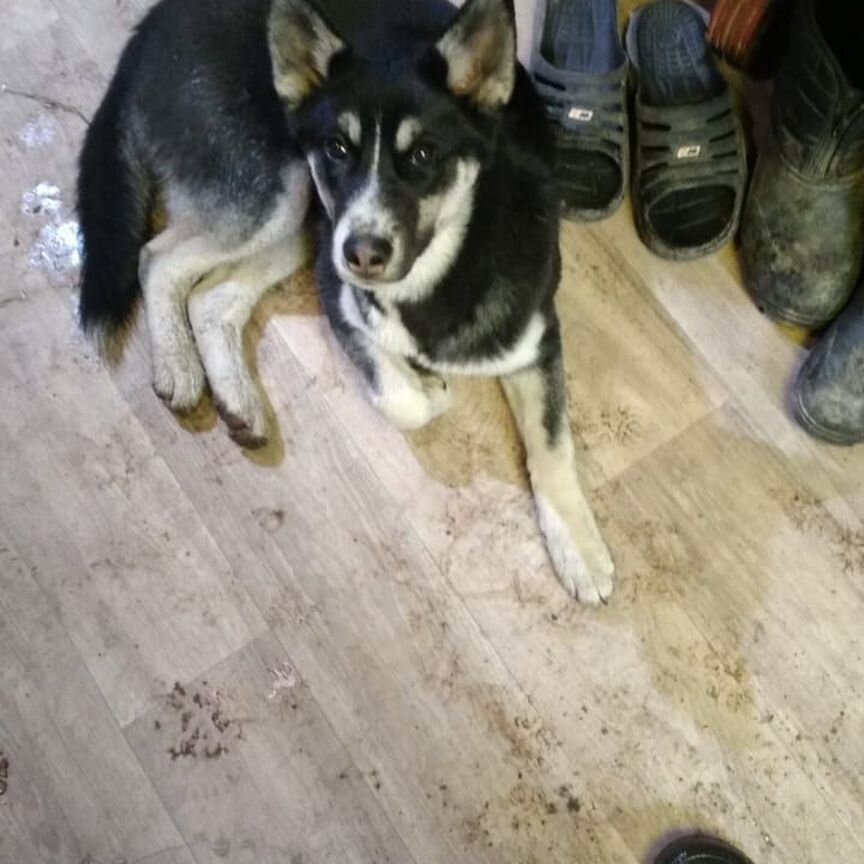 Лайка, щенок