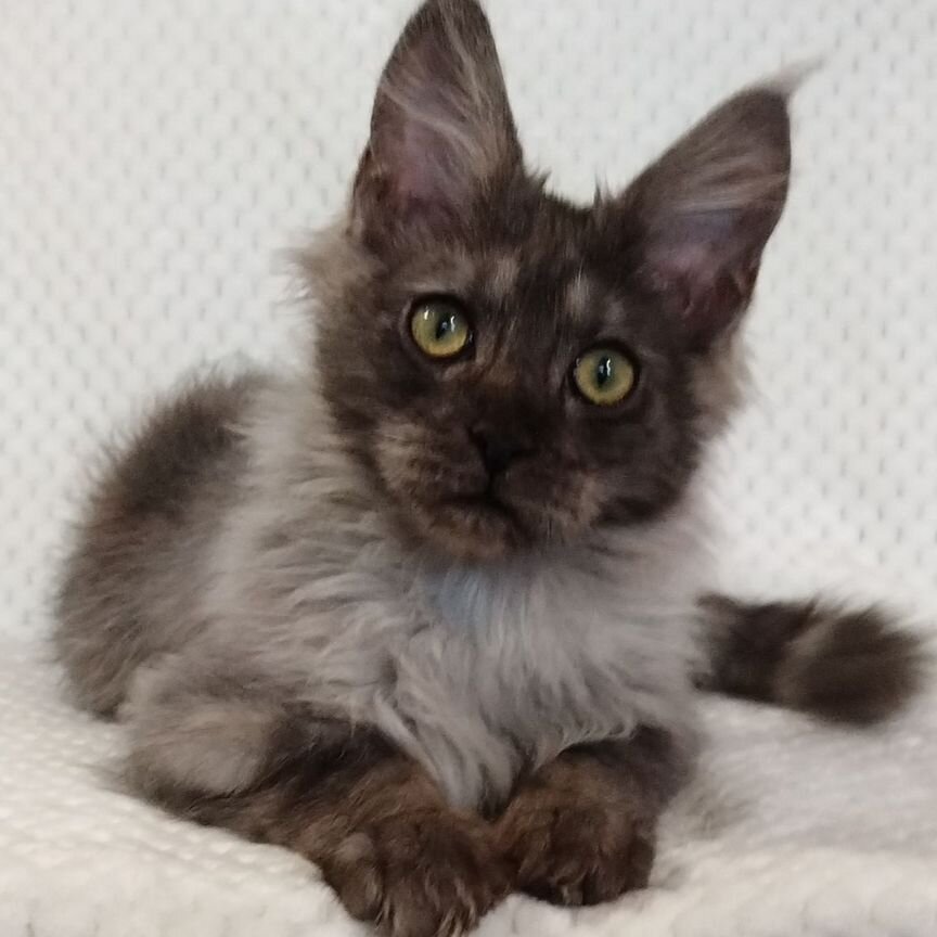 Котята мейн-кун