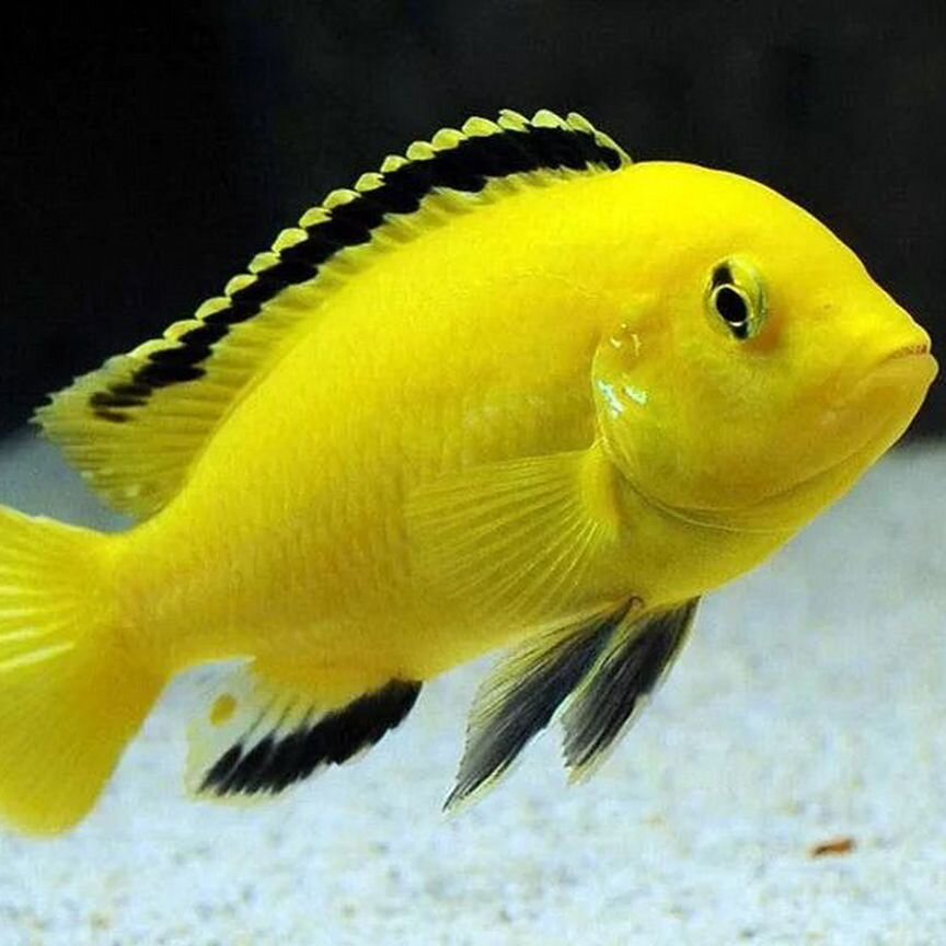 Цихлиды елоу