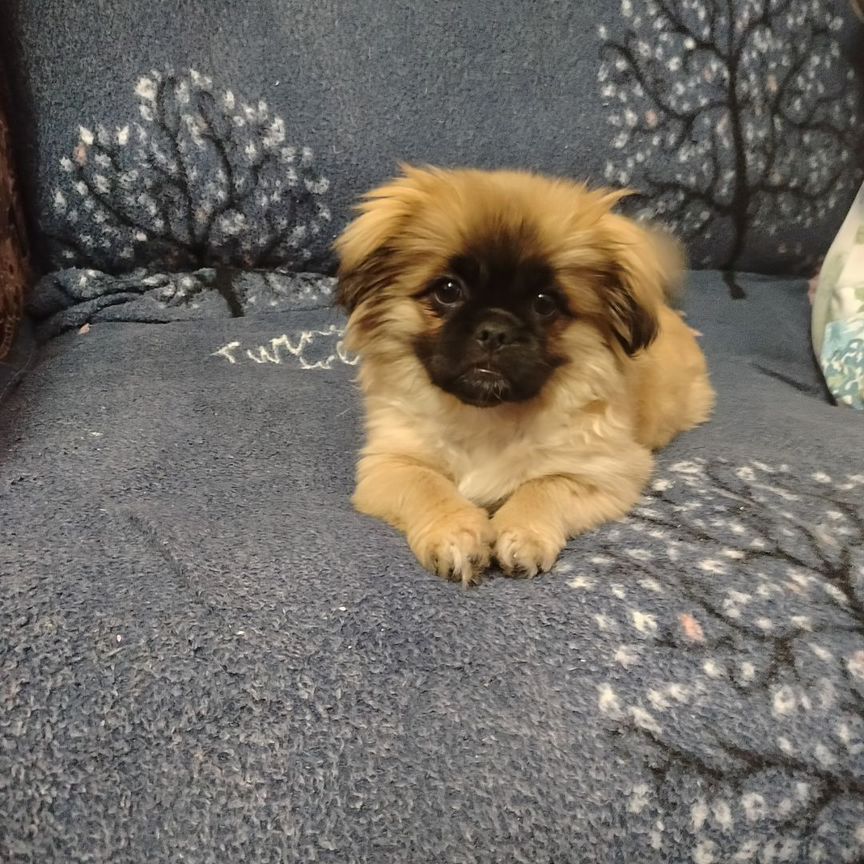 Щенки пекинеса