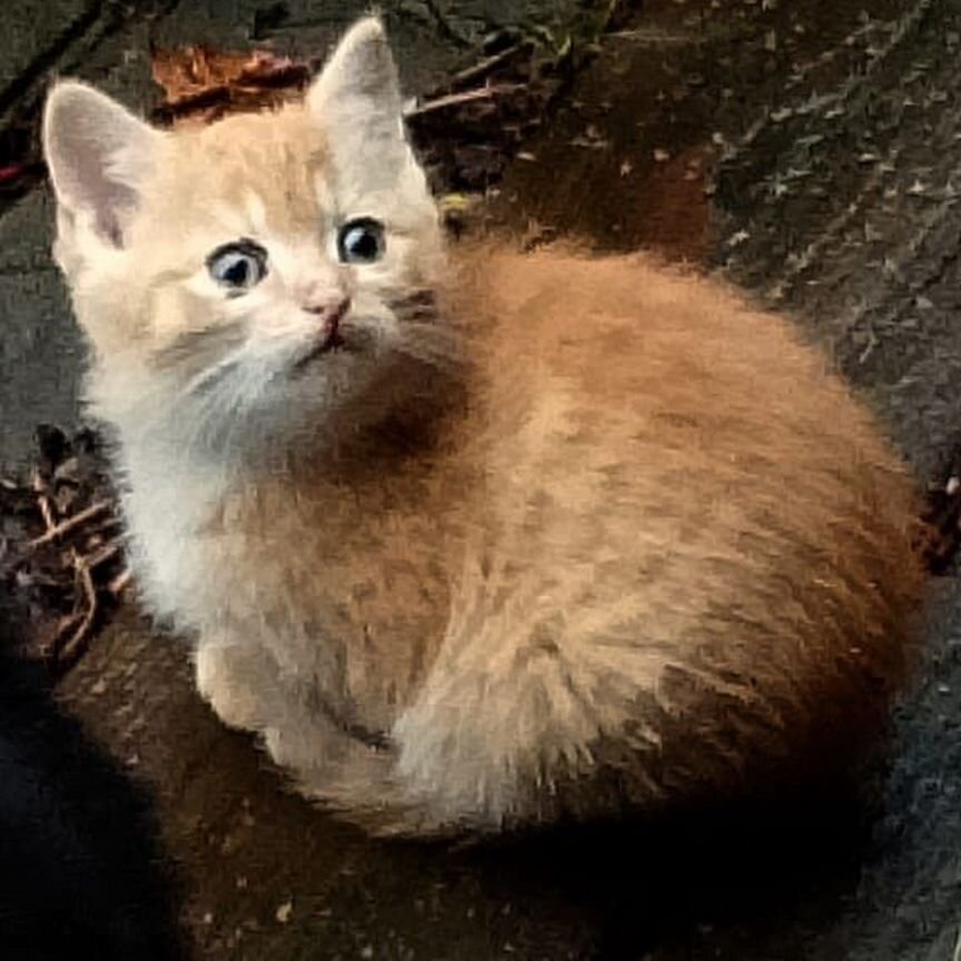 Котёнок в добрые руки