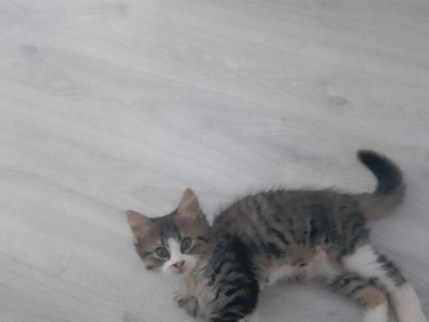 Отдам бесплатно в добрые руки 3 котят