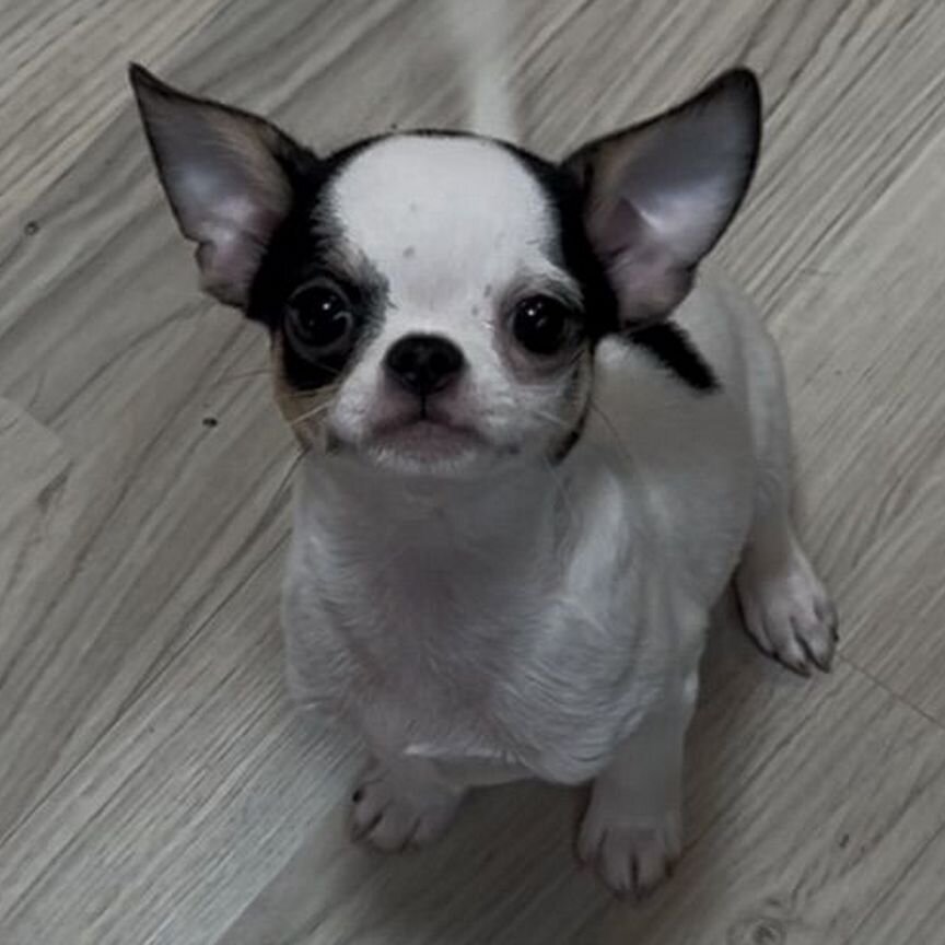 Чихуахуа, щенок