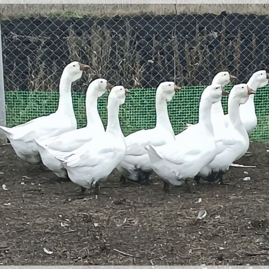 Холмогорские гуси