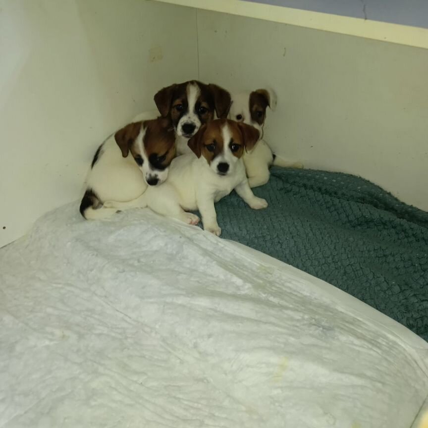 Джек-рассел-терьер, щенок