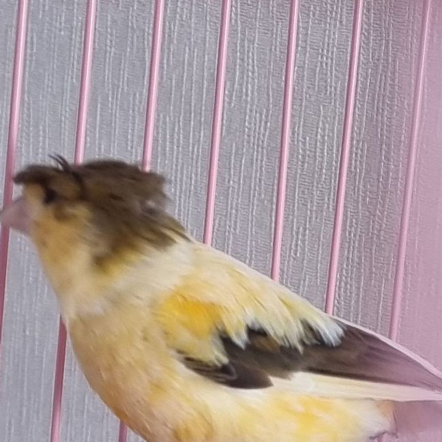 Самочка канарейки 1г4мес