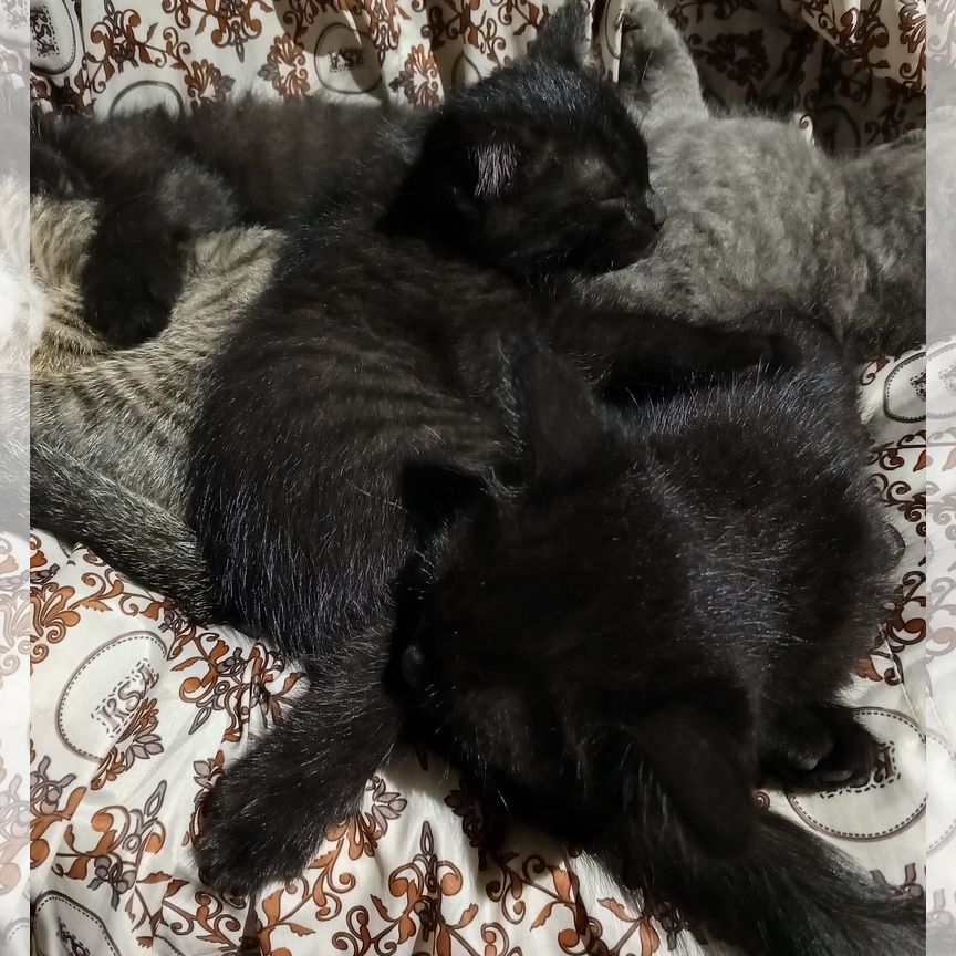 Котята в добрые руки