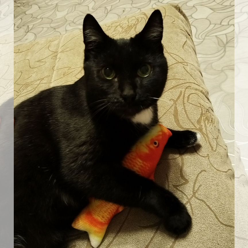 Европейский короткошёрстный, взрослый кот