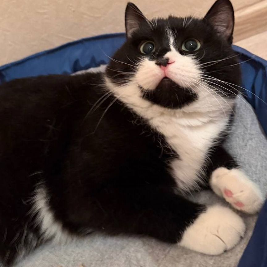 Взрослая, Девочка кошка в добрые руки